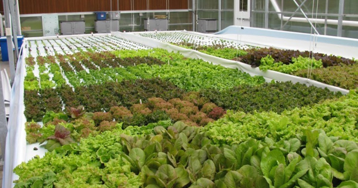 6 Example Plants Hydroponics | Bible Gardens