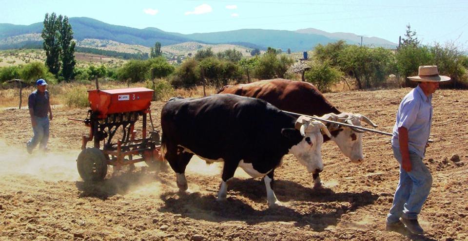 Manejo de pastos y forrajes: PORQUE Y COMO SEMBRAR LOS PASTOS Y FORRAJES
