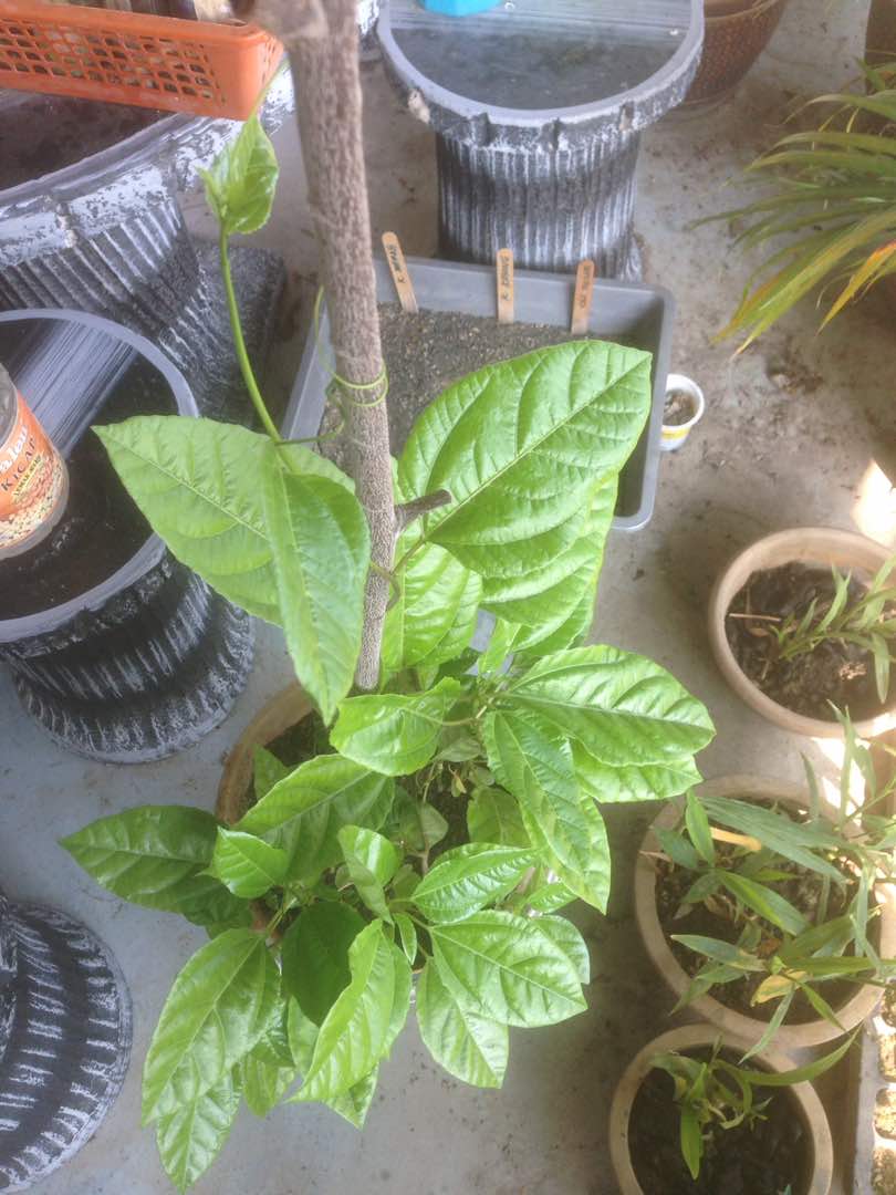 Jom Tanam Sayur ( JTS ) : Pokok Markisa dalam NR2Jom Tanam Sayur (JTS ...