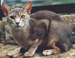 Encyclopedia of Cats Breed: Black Abyssinian Cat