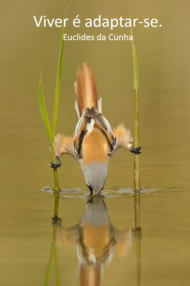 Você faz a Diferença: Adaptar-se é preciso, com cuidado e atenção.