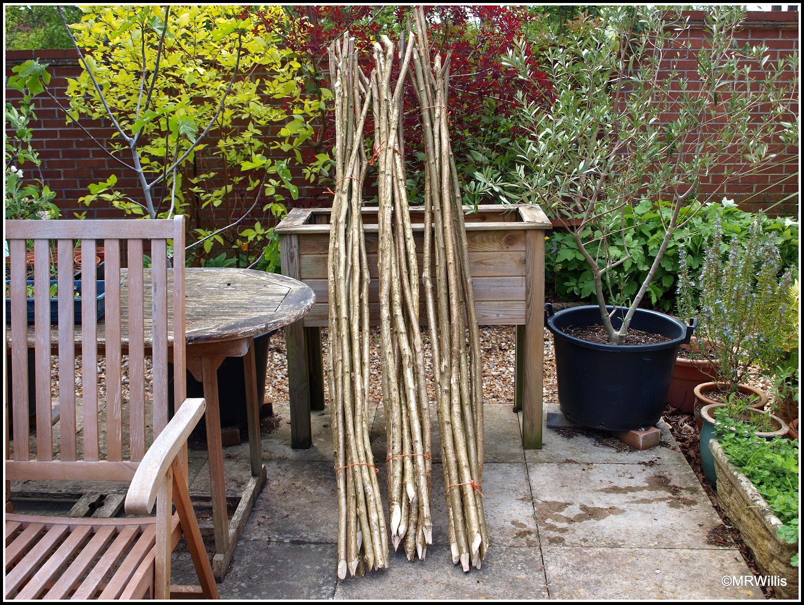 Mark's Veg Plot: Hazel beanpoles