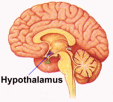 Medizin: Hypothalamus