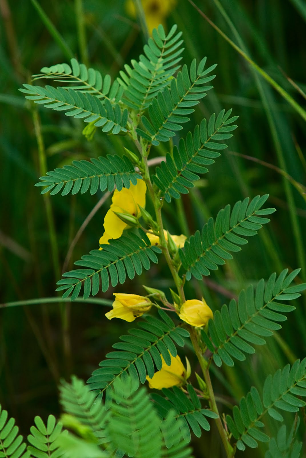 Indiana Plant A Day: Partridge Pea