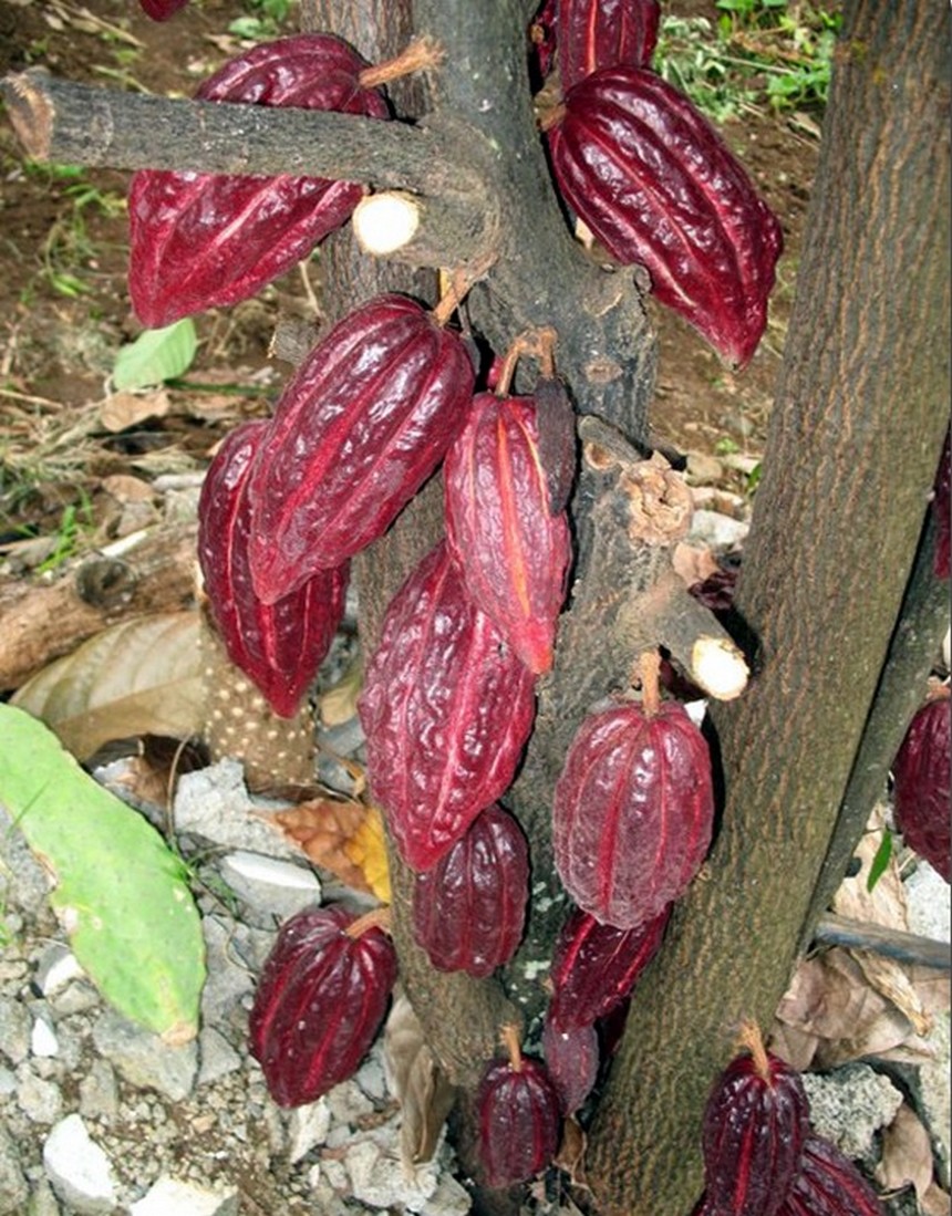 Runrol974: Cacaoyer, Cacao, Cabosse…