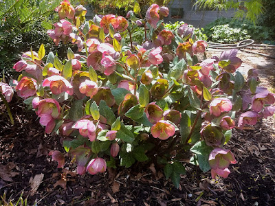 Future Plants by Randy Stewart: Helleborus