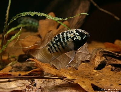 Mania de Aquário: Acará Zebra (Ivanacara adoketa)