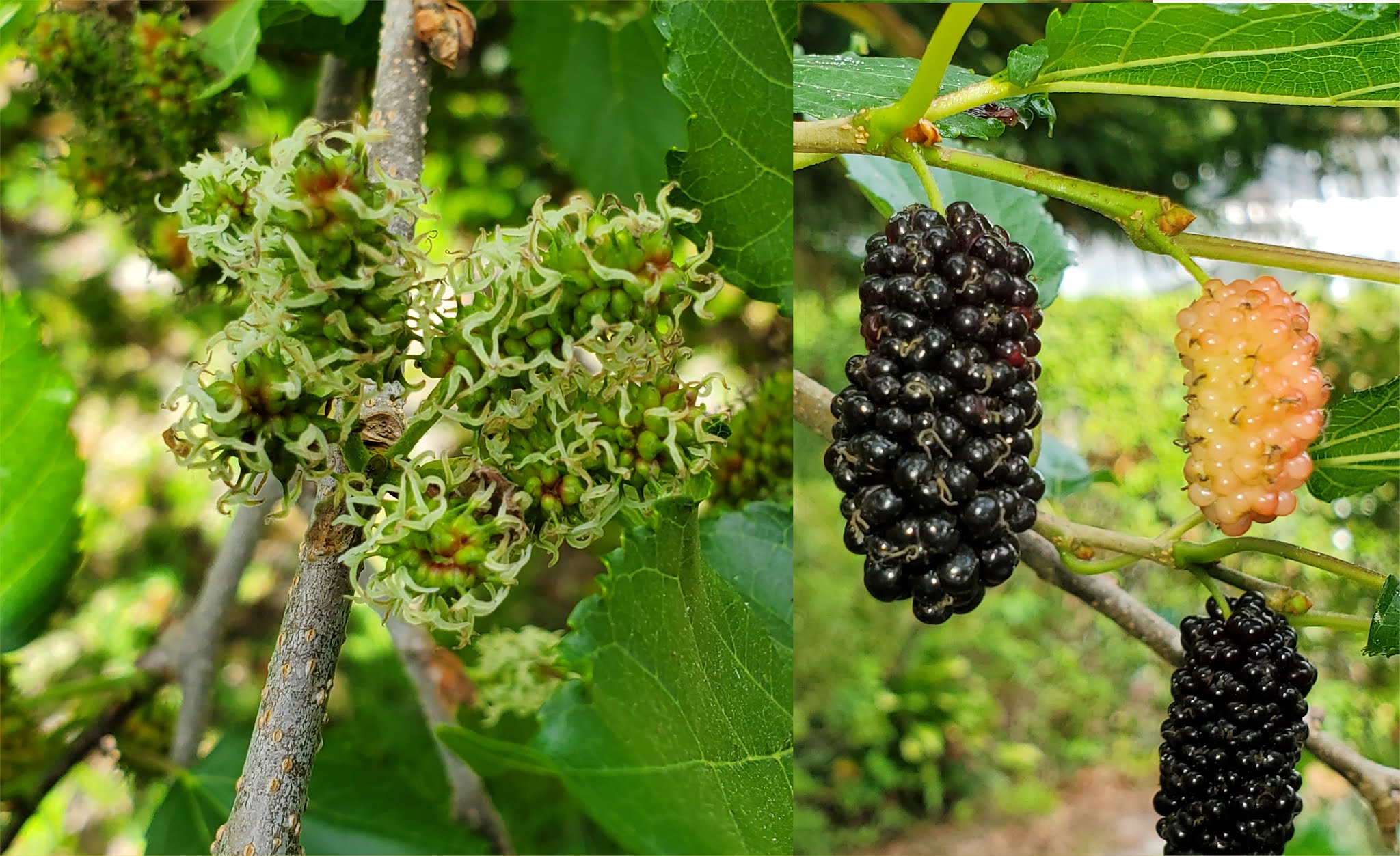 I Brake for Wildflowers!