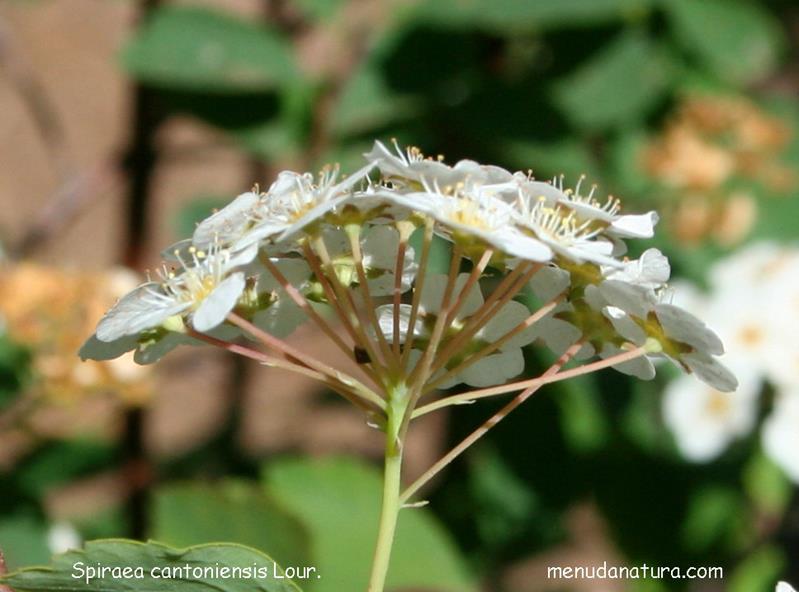 El Jardí de Menuda Natura: Espirea. Arbre nevat