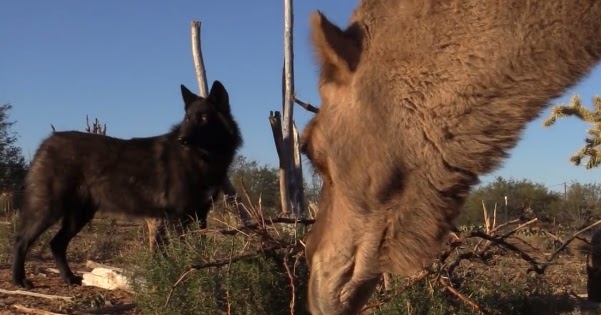 White Wolf : What Do Wolves Think of Camels? - Wolf meets 2 curious camels