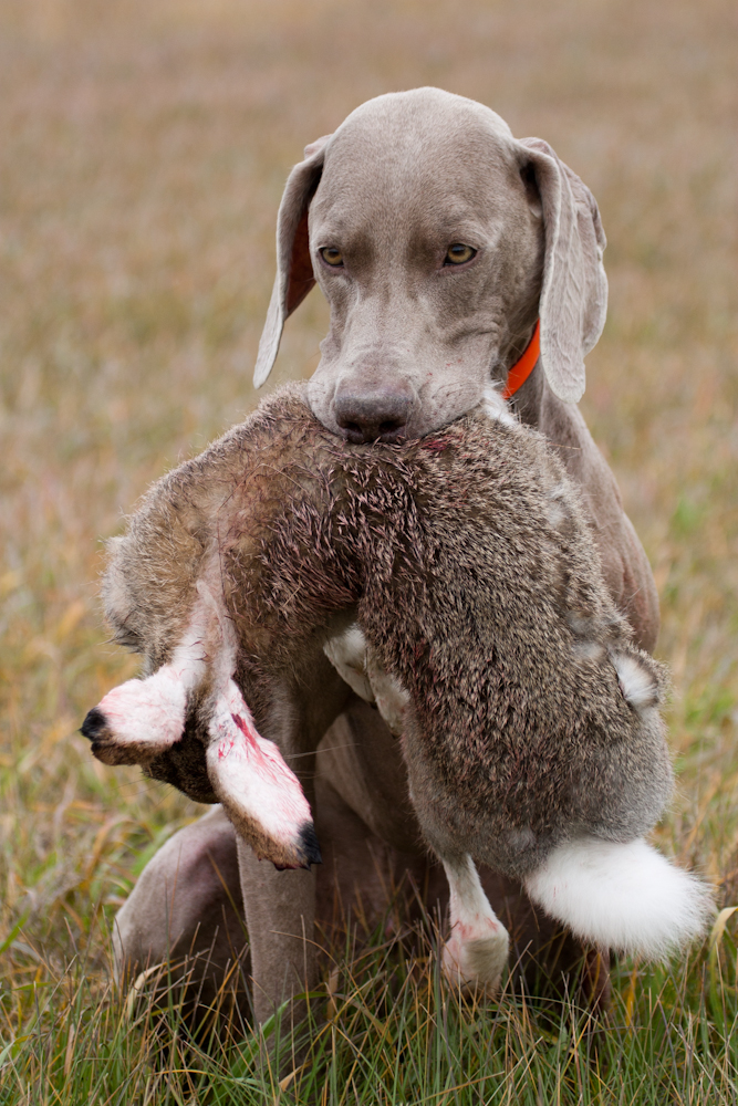 Pointing Dog Blog: Breed of the Week: The Weimaraner Part 3