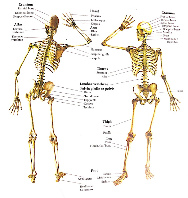 What Is Skeletal System what-is-skeletal-system