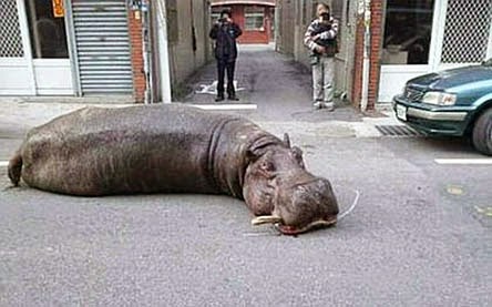Four legged friends (and enemies): Heartbreaking photos show Hippo ...