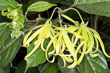 Kenanga (Cananga odorata)