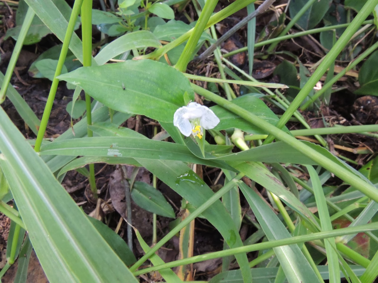 INVENTARIO DE ESPECIES EN EL SECTOR EL PASTILLO ISABELA, PUERTO RICO ...