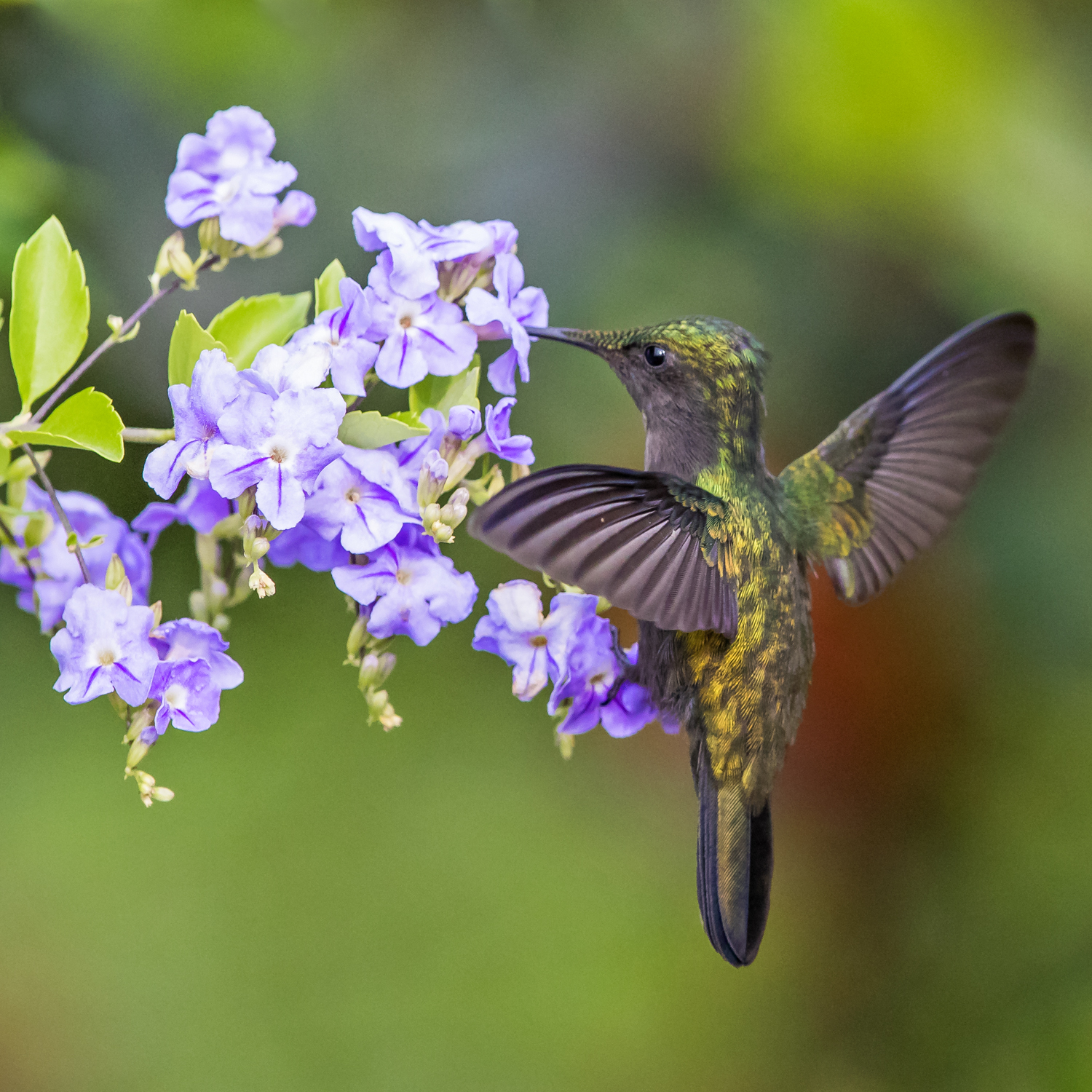 PETER'S PORTFOLIO..............Bird & Wildlife Photography: Saint Lucia