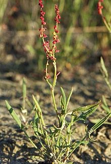 Sheep Sorrel Tea Benefits ~ Healthy Tea 101