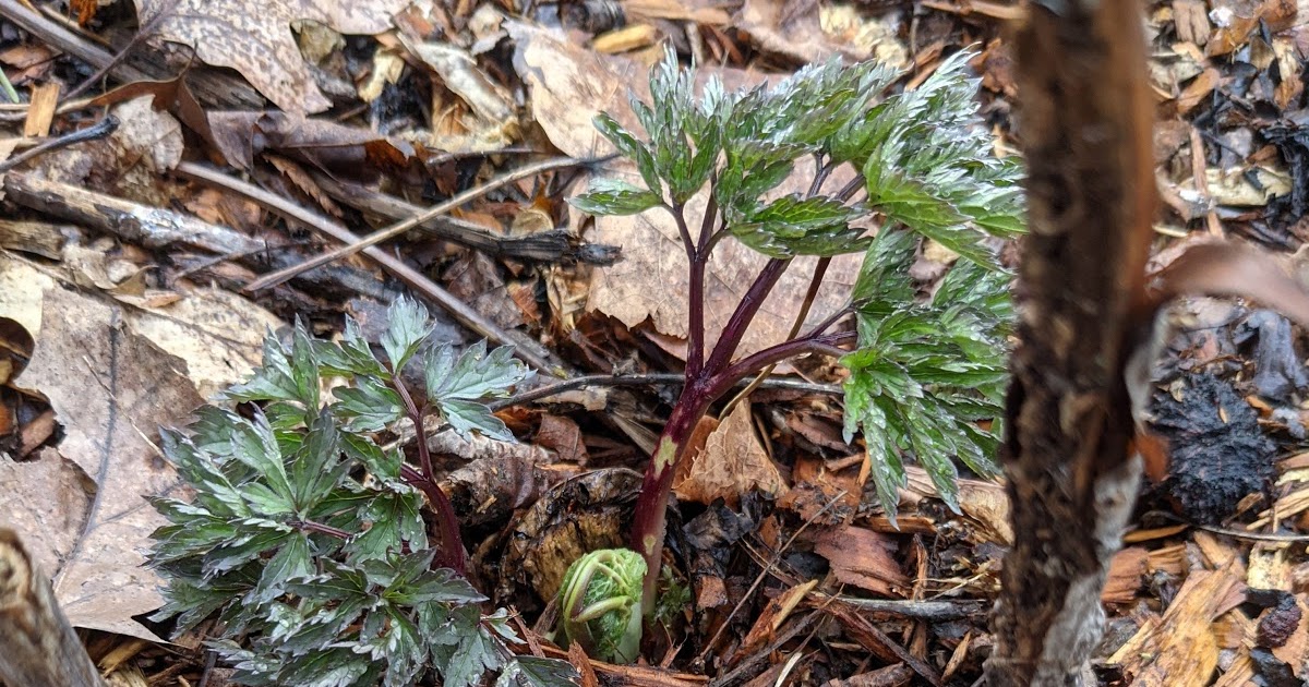 Black Chocoholic Snakeroot - Back for First Spring - April 2021
