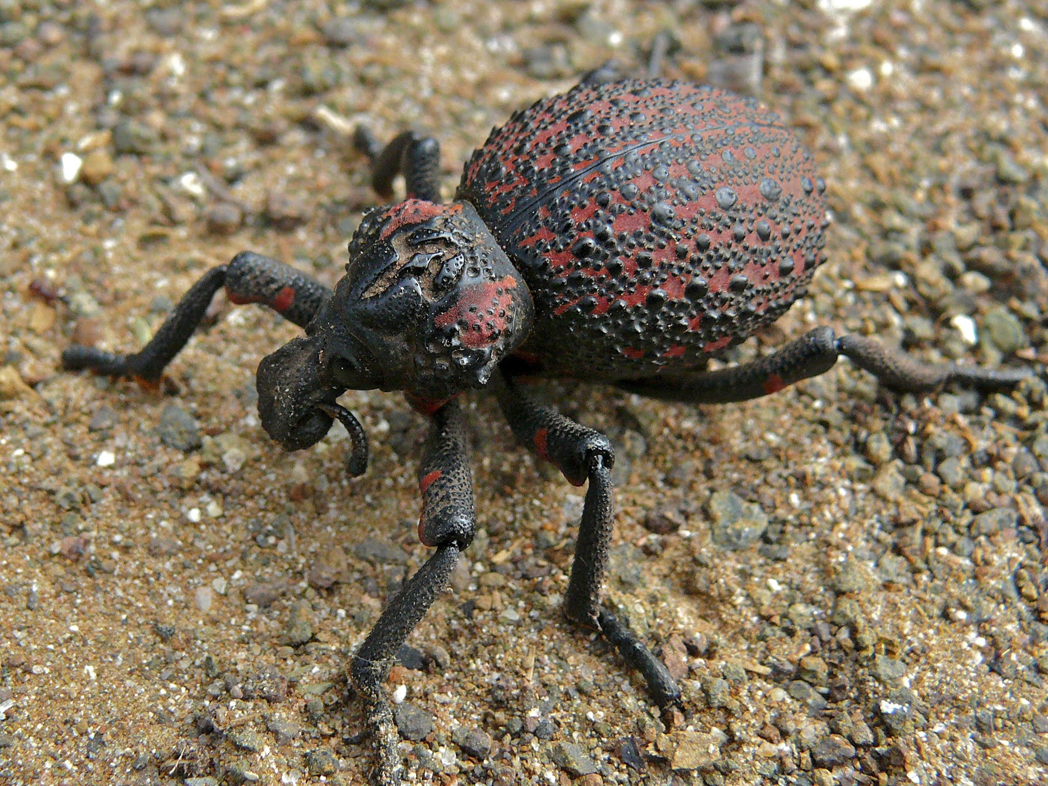 Variety of Life: Curculionidae