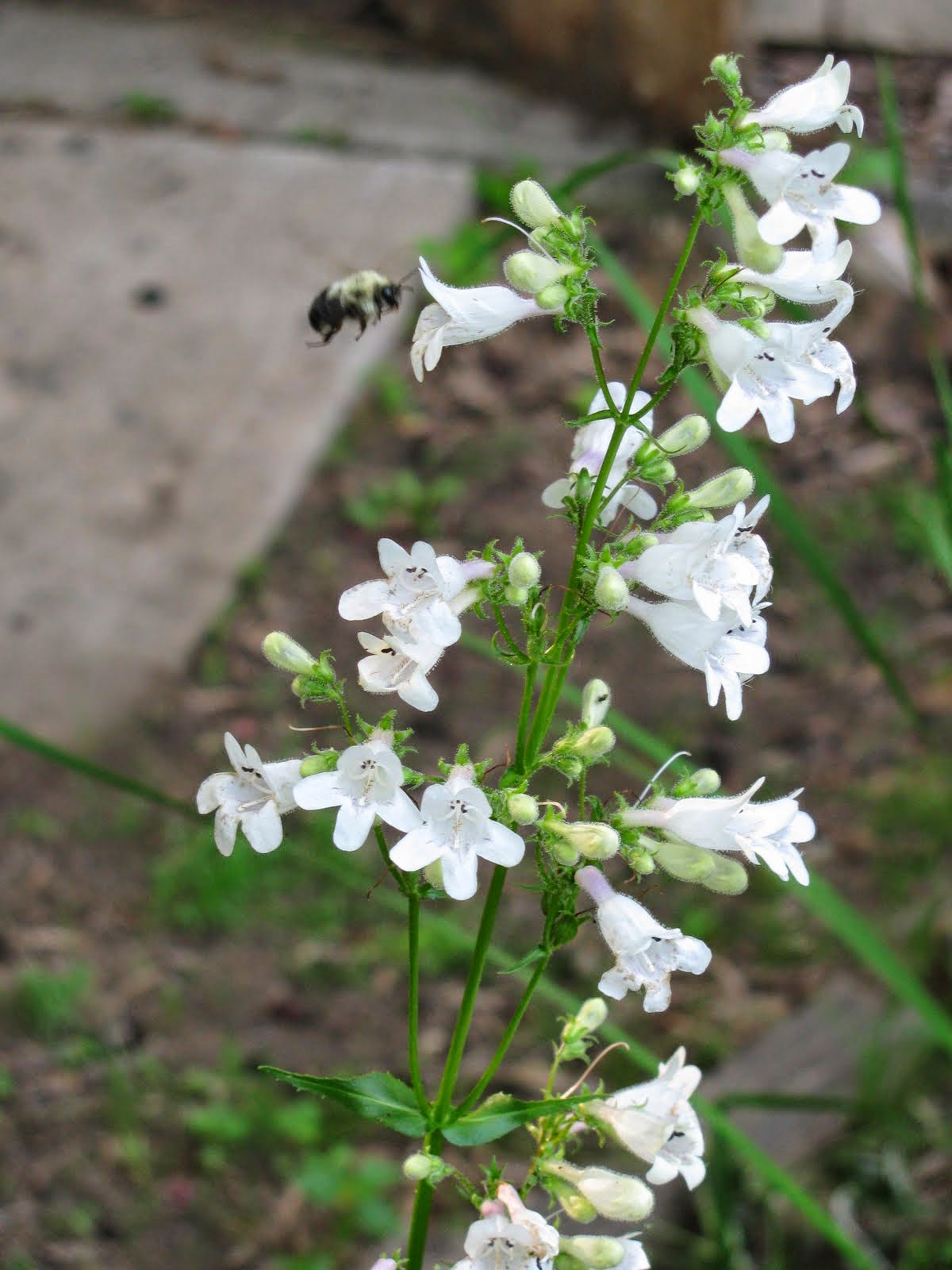 WashingtonGardener: Penstemon Digitalis – Beloved by Bees and Me!