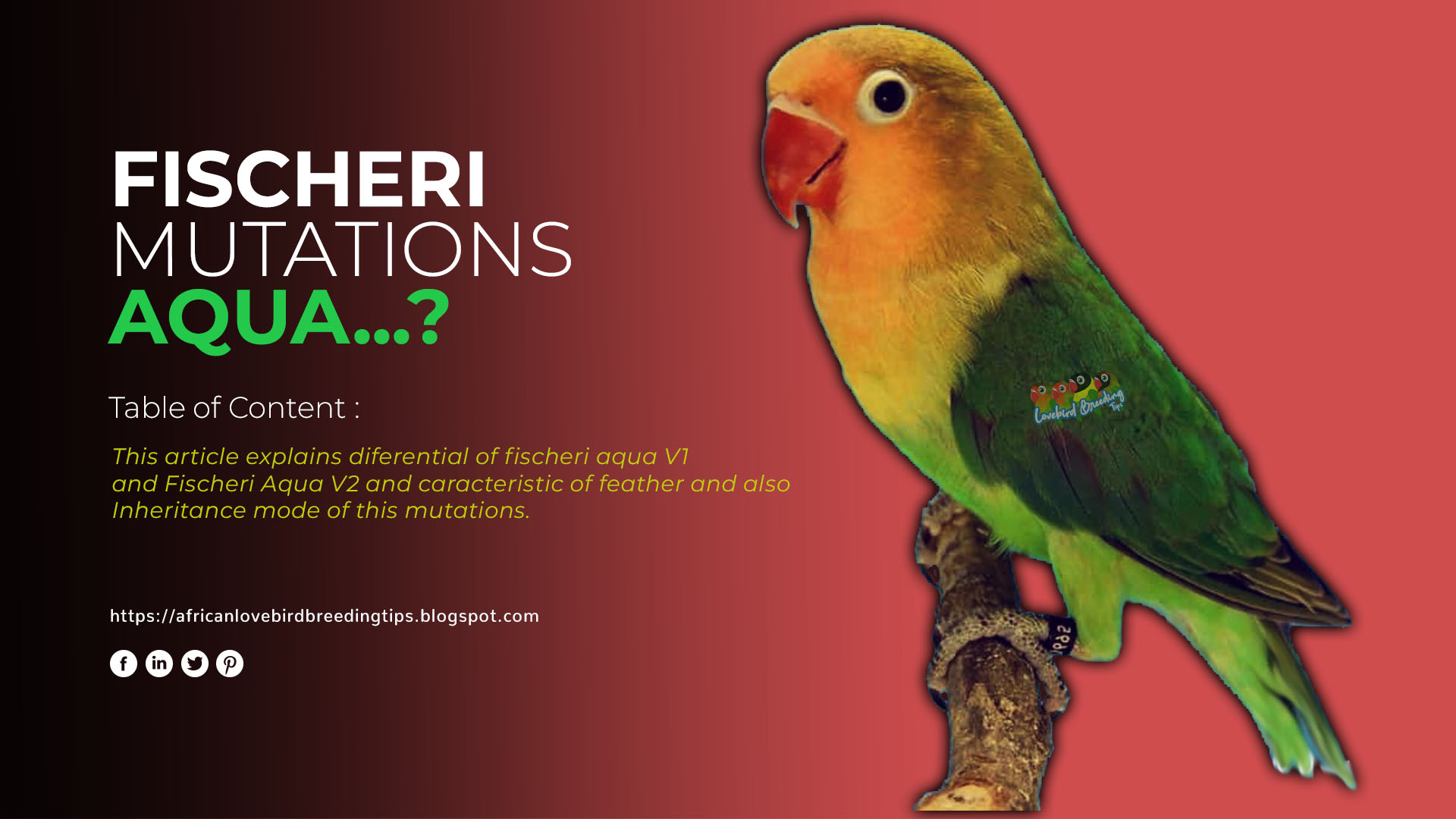 Fischeri Aqua African Lovebirds Mutations - African Lovebird Mutation