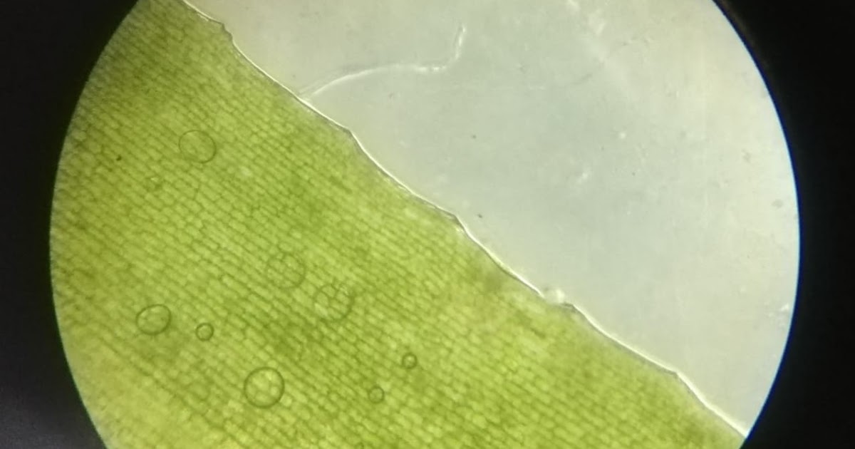 CUADERNO VIRTUAL DE TECNOLOGÍA: VEGETALES Y MICROSCOPIO (BIOLOGÍA)