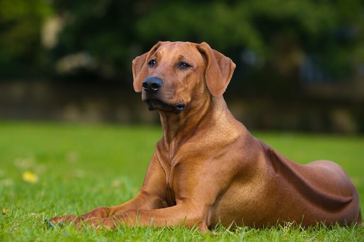 NUNCAJAMAS COCKER: TRES PERROS CON "CRESTA"