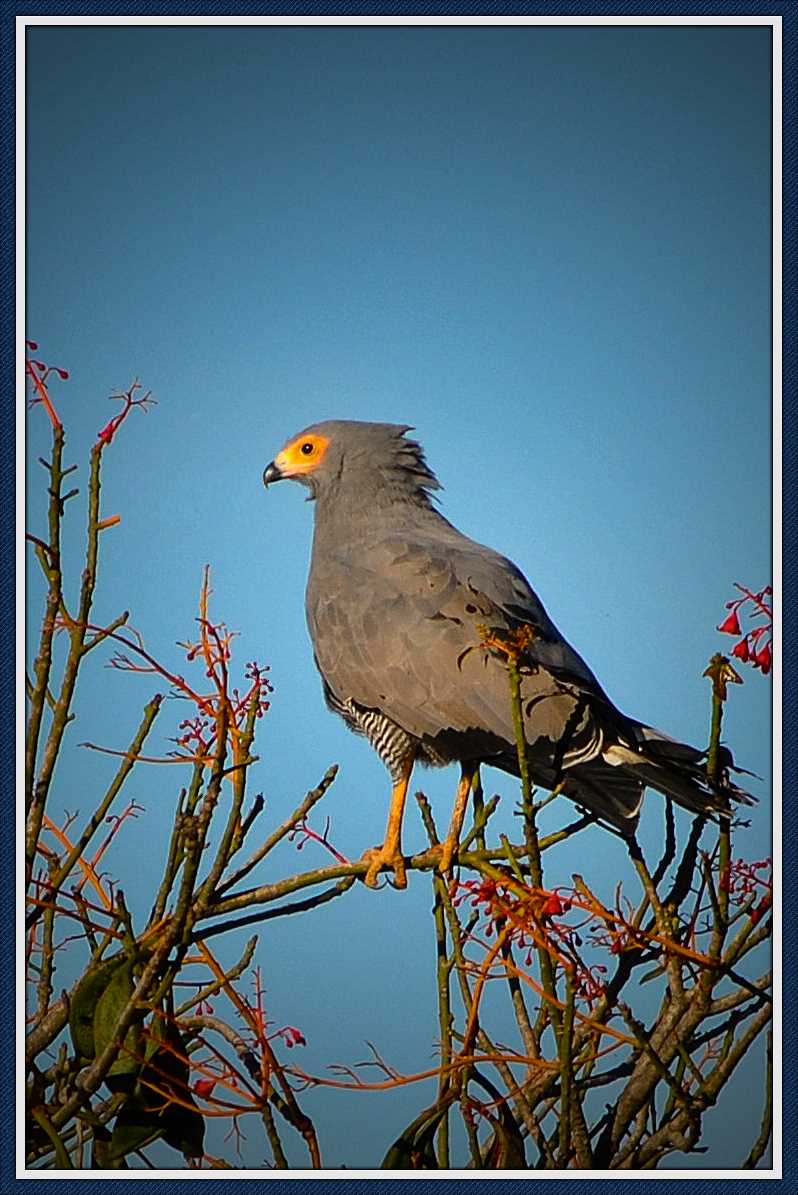 AUTRES DIRECTIONS: AN AFRICAN HARRIER HAWK