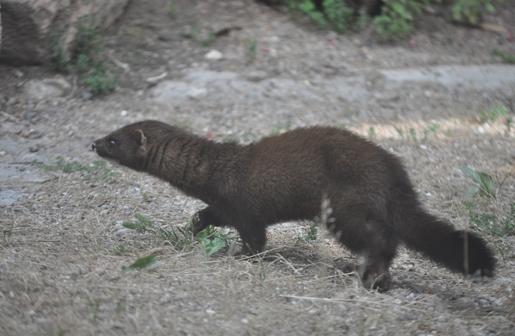 ZOOTOGRAFIANDO (6.100 ANIMALS): VISÓN EUROPEO / EUROPEAN MINK (Mustela ...