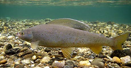 Pasiunea Pescuitului: Pescuitul Lipanului