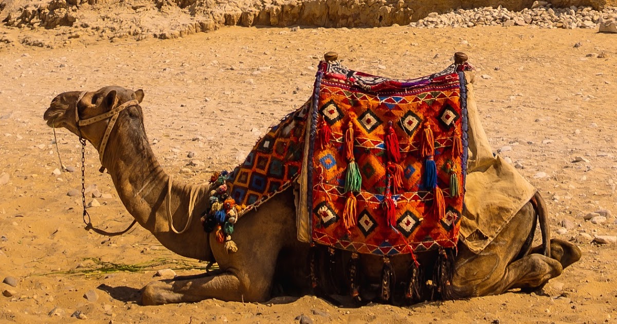 International Camel Day - June 22