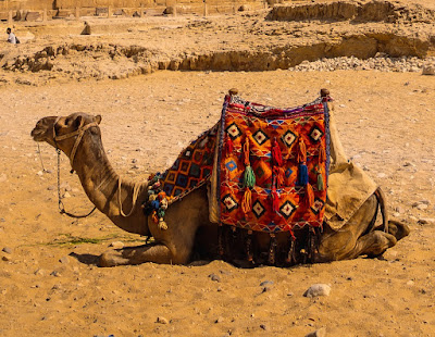 International Camel Day - June 22