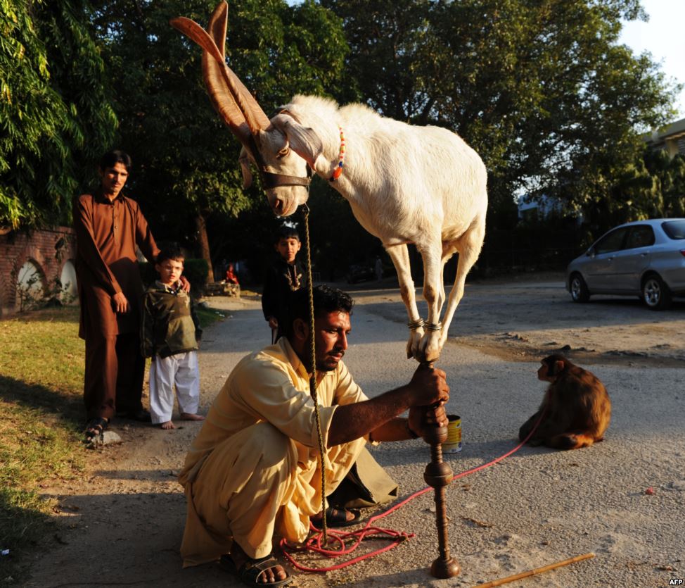 Pakistani animal handler holds up a stick as a goat balances over it in ...