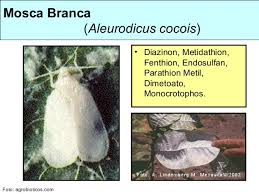 INSECTOS DE P.R. In Memoriam Dr Luis F Martorell y Dr Alain Liogier ,DR ...