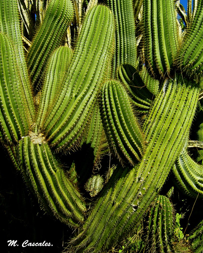 mcguindos.blogspot.com: CAPTUS