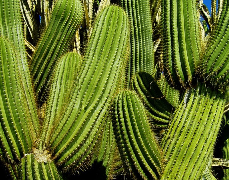 mcguindos.blogspot.com: CAPTUS