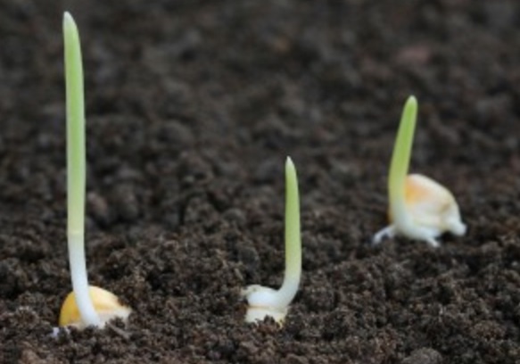 Hormon pada Tumbuhan dan Fungsinya - EDUBIO