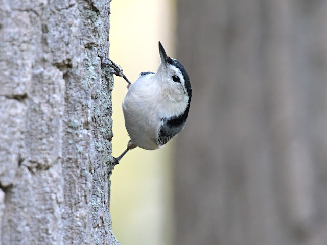 Hunting Digital Plumes in the US and Beyond