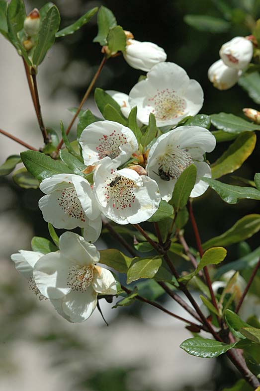 Elegies from a Suburban Garden: Exuberance: High Summer