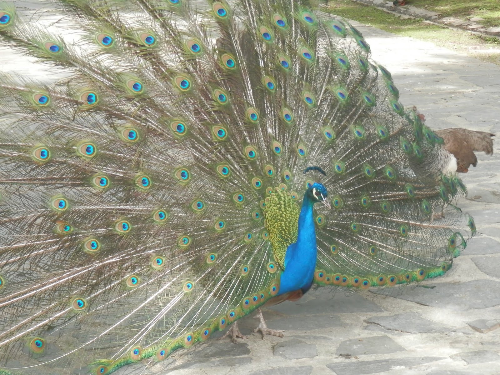 Perfumes y luces de Extremadura: Pavo Cristatus, Pavo real común.