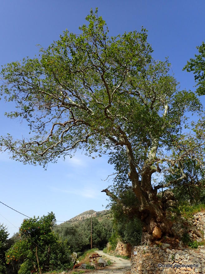 Flore de Crète: Platanus orientalis variété cretica, platane à ...