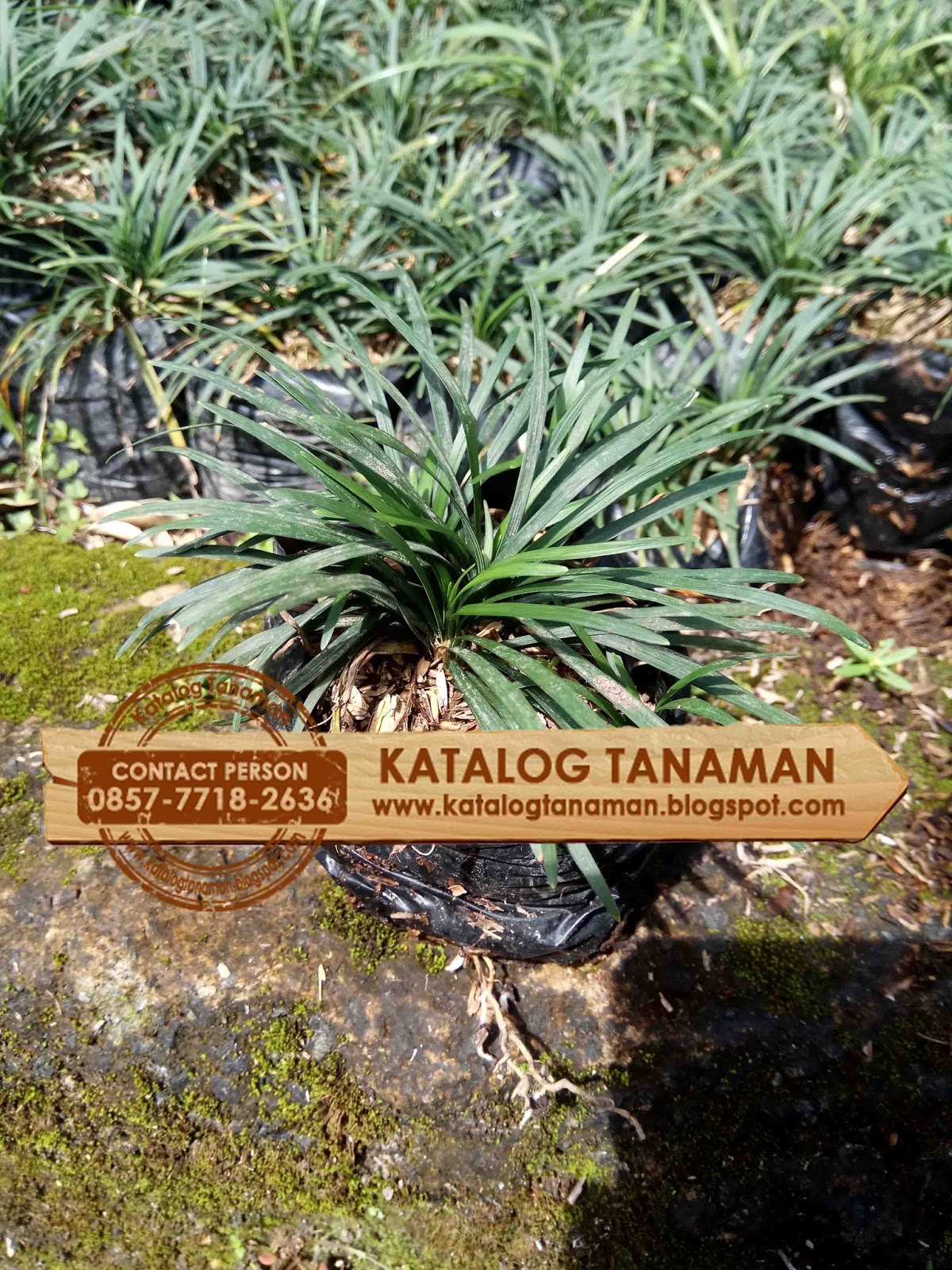 JUAL POHON KUCAI MINI | TANAMAN PENGGANTI RUMPUT | KATALOG TANAMAN ...