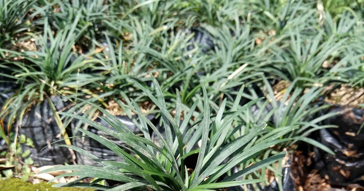 JUAL POHON KUCAI MINI | TANAMAN PENGGANTI RUMPUT | KATALOG TANAMAN ...