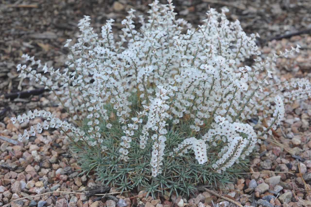 the modern house garden: acantholimon halophylum