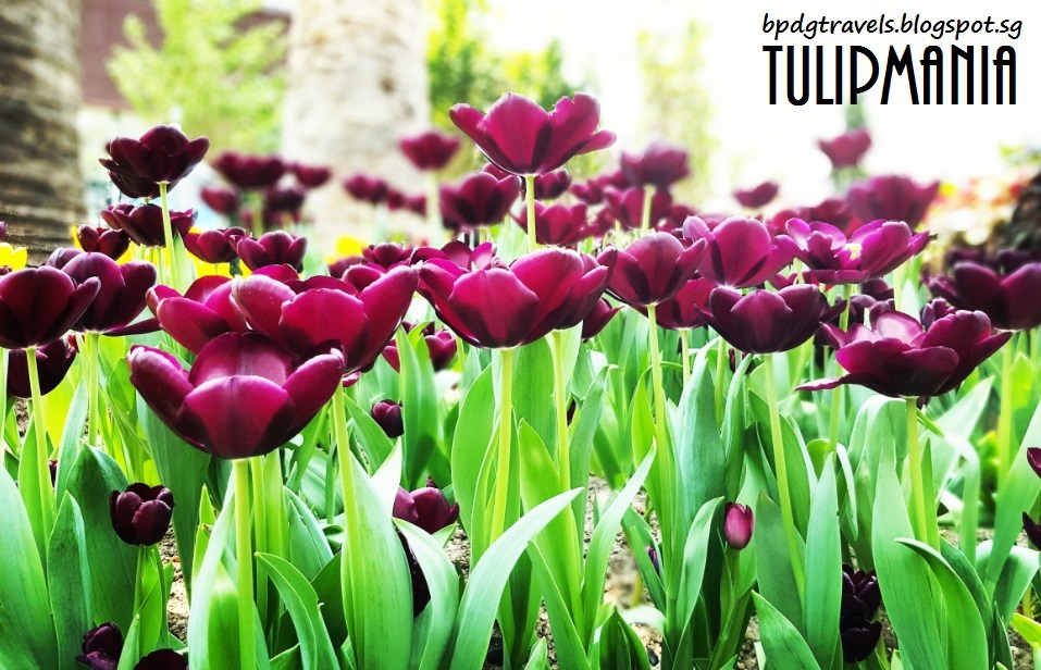 Tulipmania Rediscovered : Ottoman Empire (The Origin of Tulips ...
