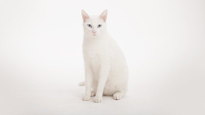 Albino Cats Are Not Just White Cats! Here’s How To Tell Them Apart