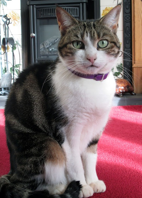 20 Jenis Kucing Mixdom, Ras Campuran yang Populer Dicari untuk Dirawat