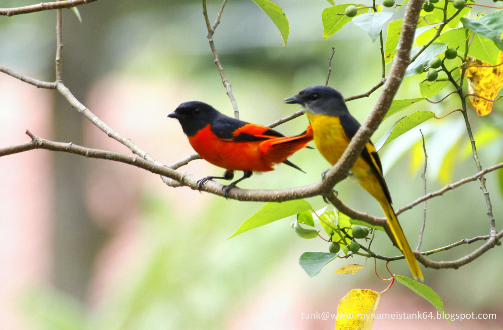 Birds of Malaysia @ mynameistank64: Scarlet Minivet (Pericrocotus flammeus)