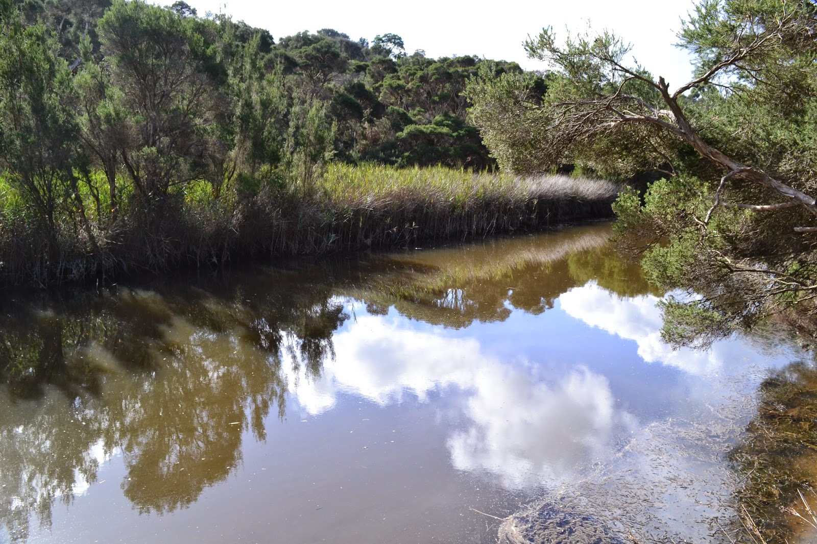 Goin' Feral One Day At A Time: Balcombe Estuary Nature Park Trail, 13th ...