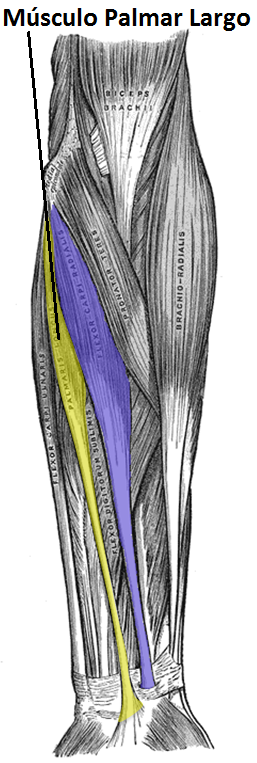 FUNCIÓN: Flexorde la mano.